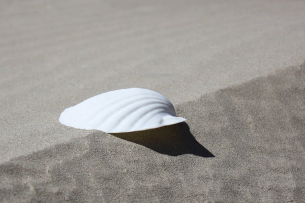 Schelp/St Jacobsschelp - Everdien Post